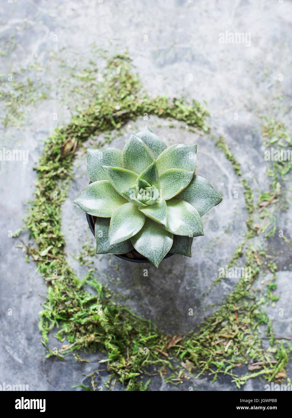 Overhead view of succulent plant Stock Photo - Alamy