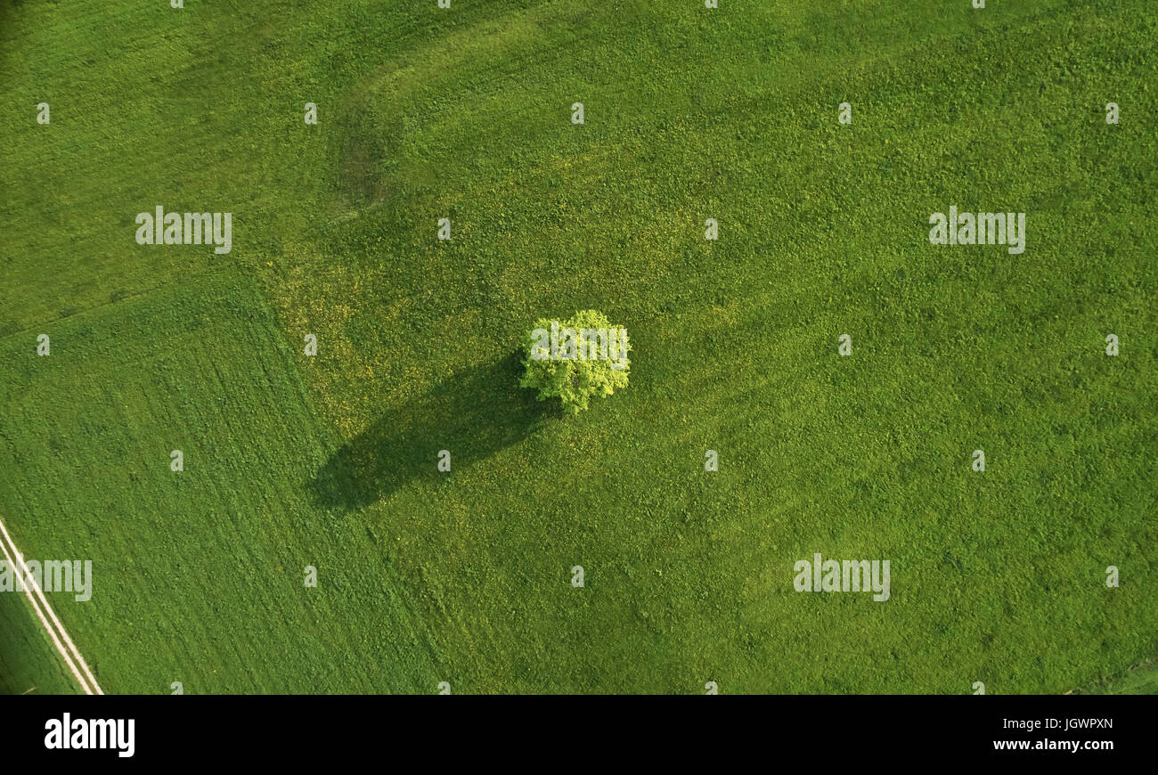 Single oak tree in field, overhead view, Munsing, Bavaria, Germany ...