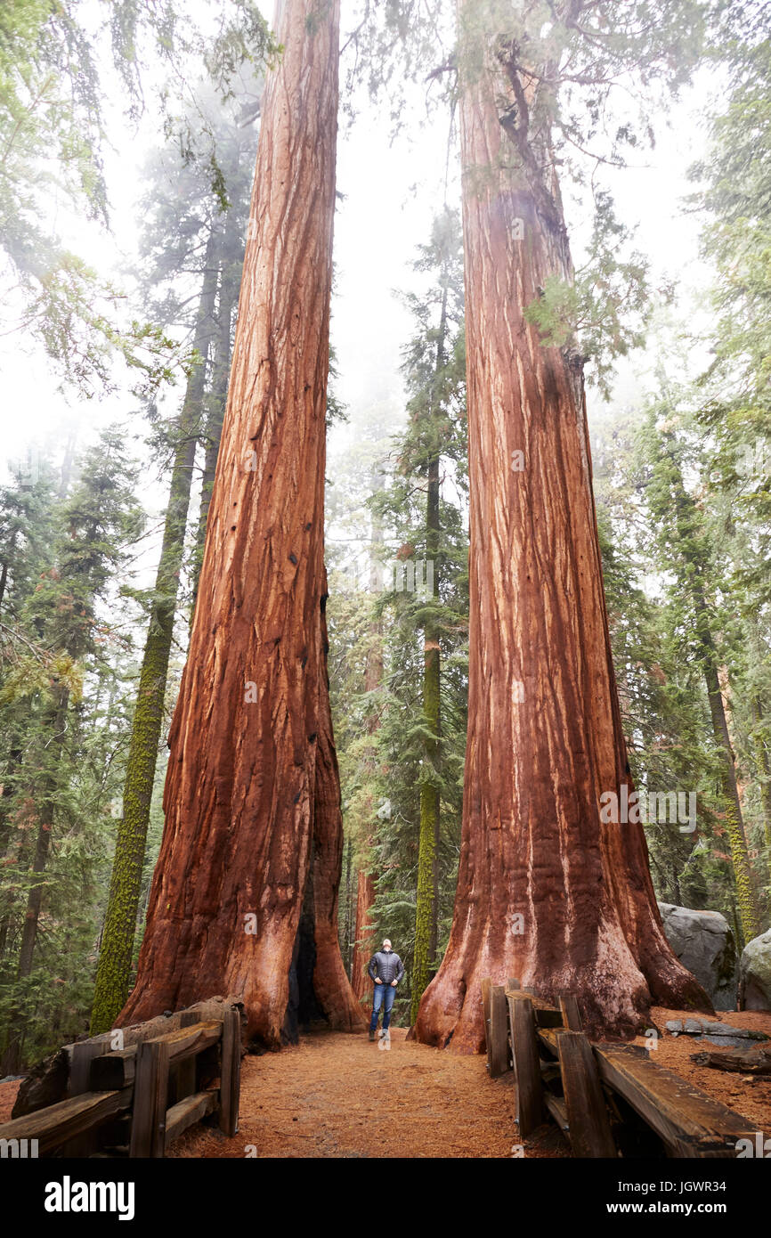 Woman looking up at sequoia trees in Sequoia National Park, California ...