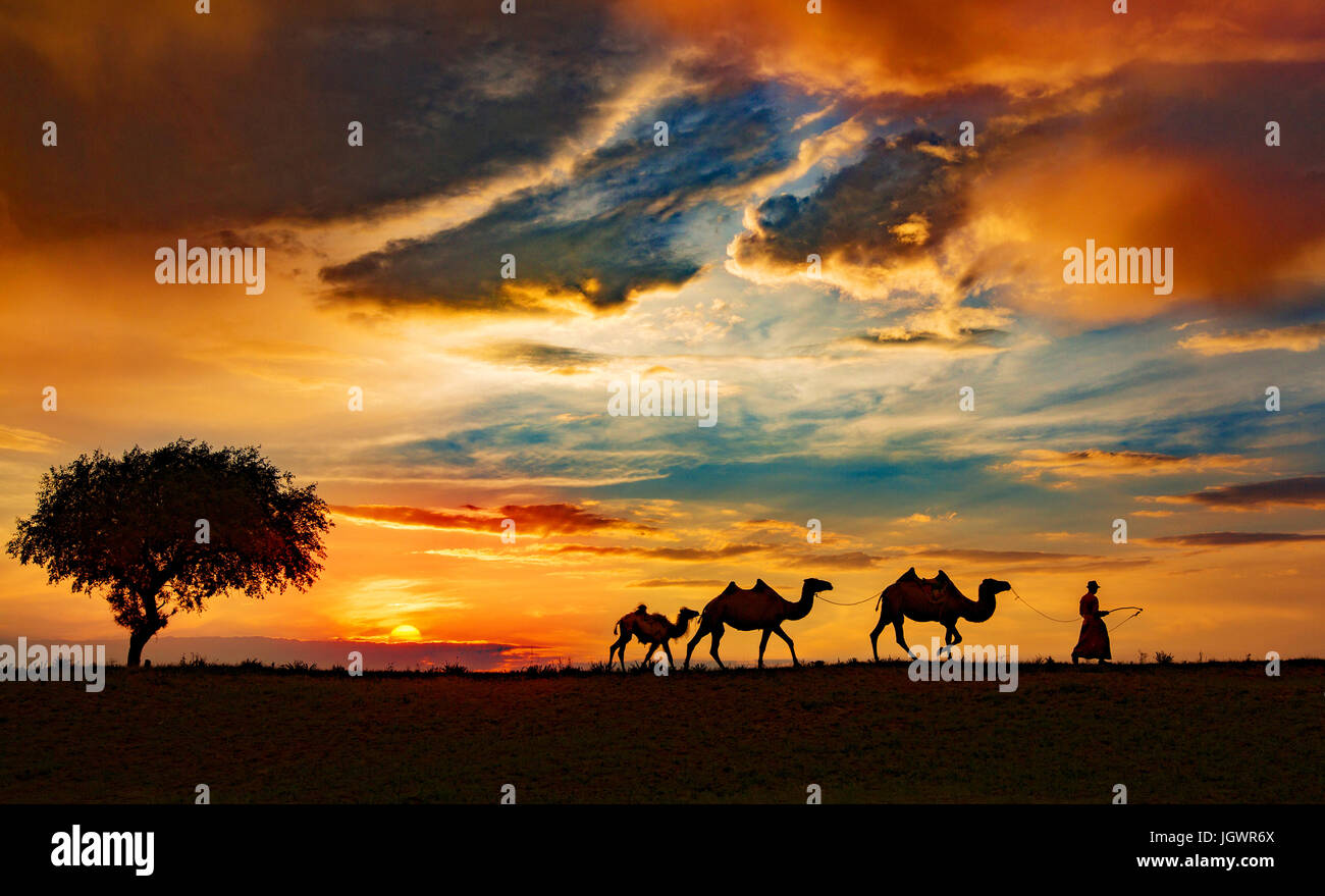 Camel train china hi-res stock photography and images - Alamy