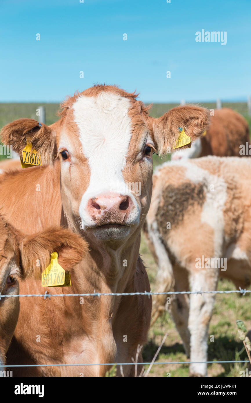 Cattle beast hi-res stock photography and images - Alamy