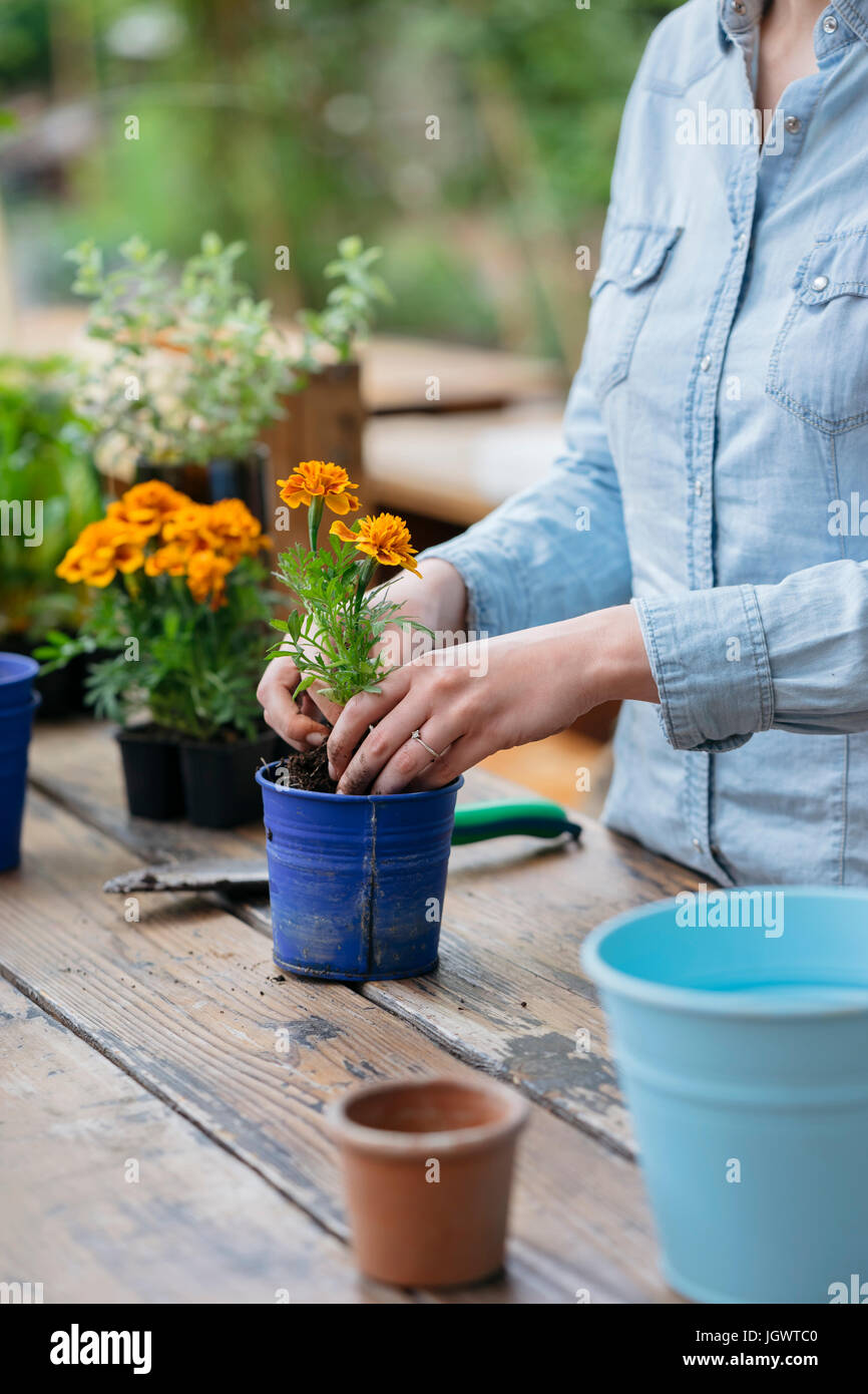 Cropped view of woman potting plant Stock Photo - Alamy