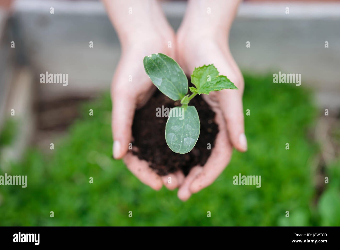 Woman's hands holding seedling Stock Photo - Alamy