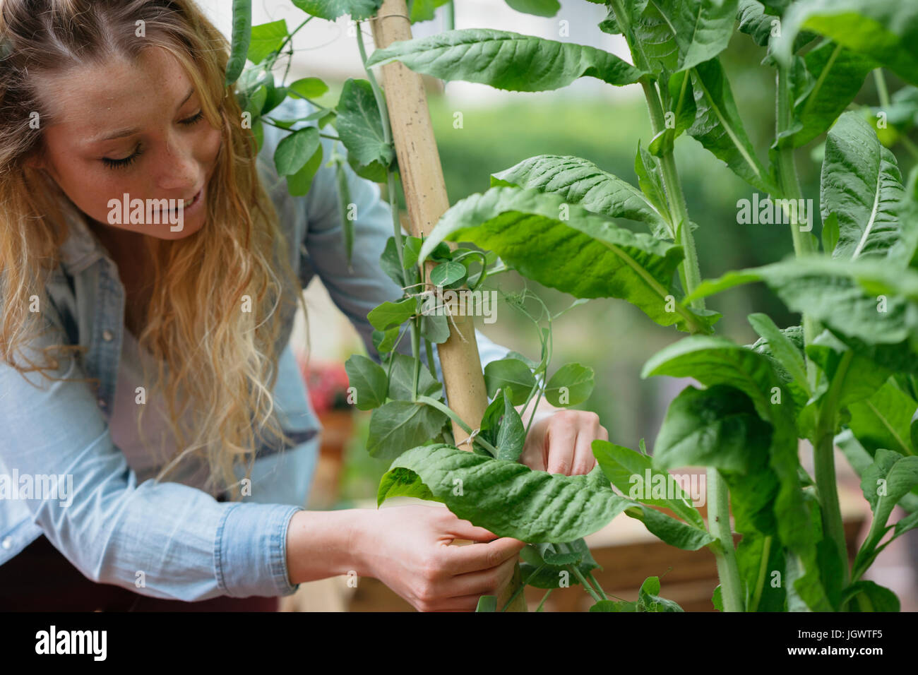 Young woman inspecting plant in garden Stock Photo - Alamy