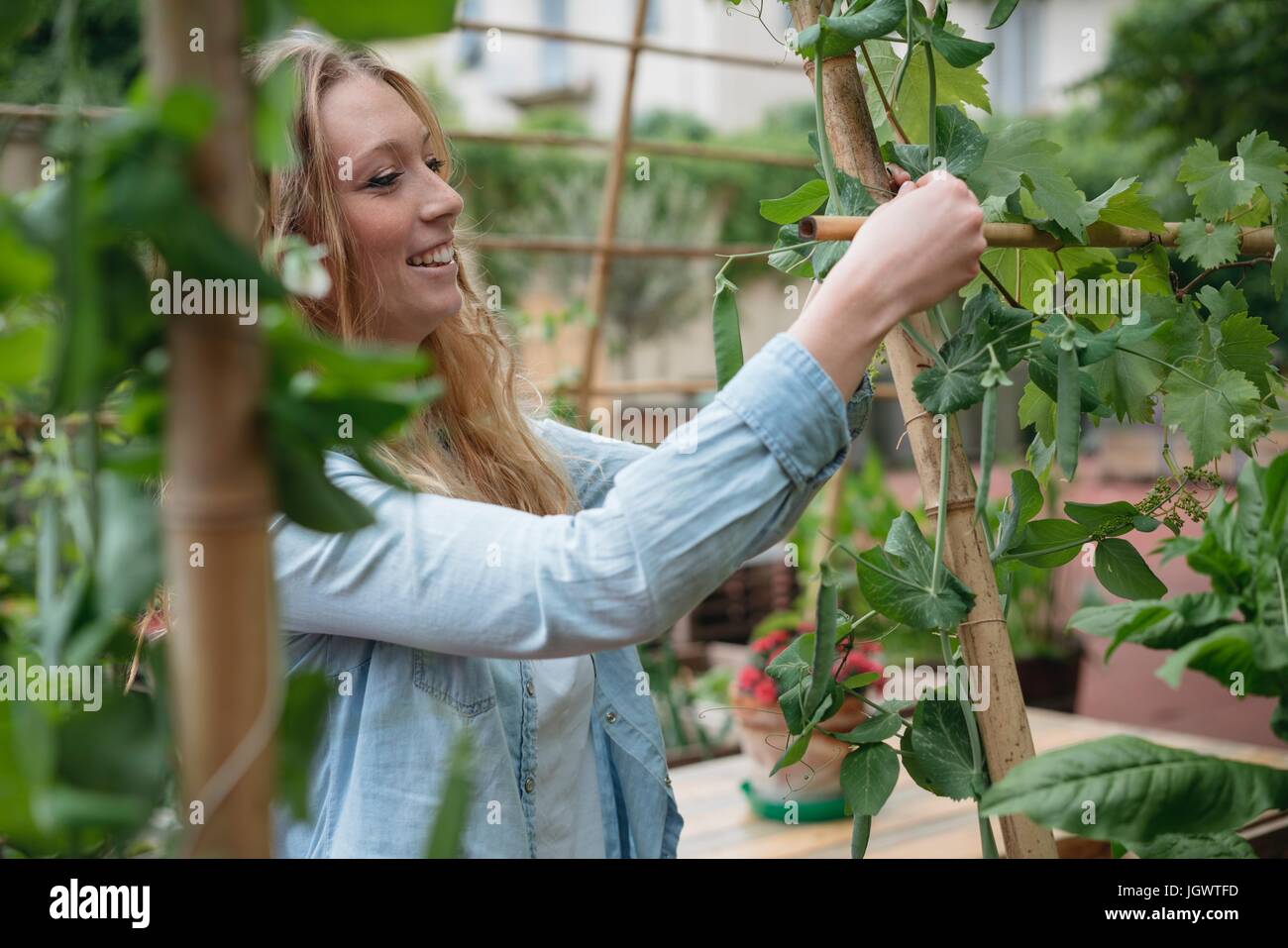 Young woman in urban garden, wrapping growing plants around wooden ...
