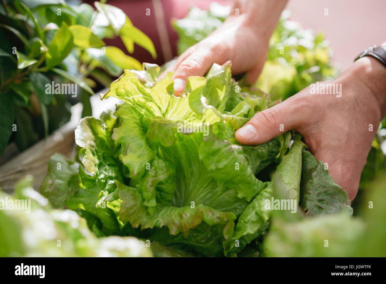 Picking Lettuce