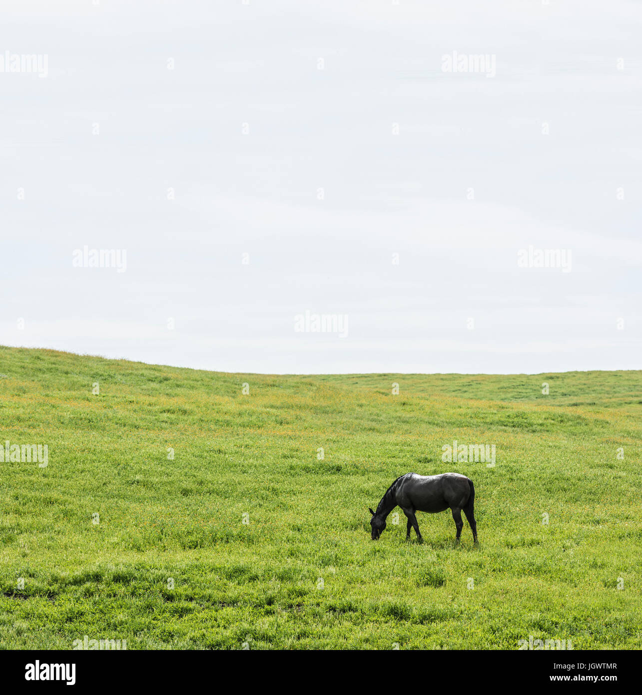 Horse grazing in green field landscape Stock Photo - Alamy