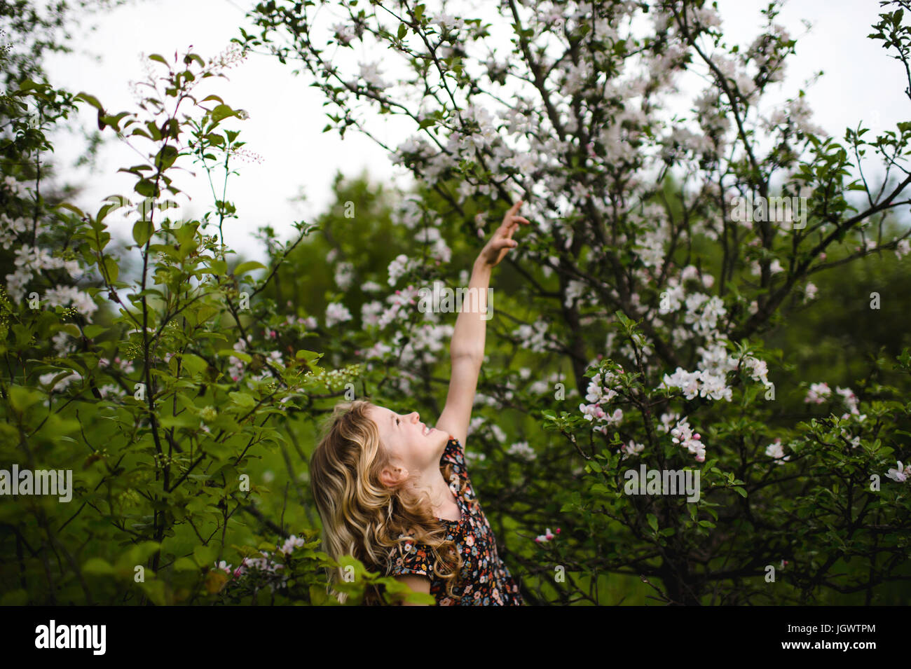 Girl with wavy blond hair reaching up to tree blossom Stock Photo - Alamy