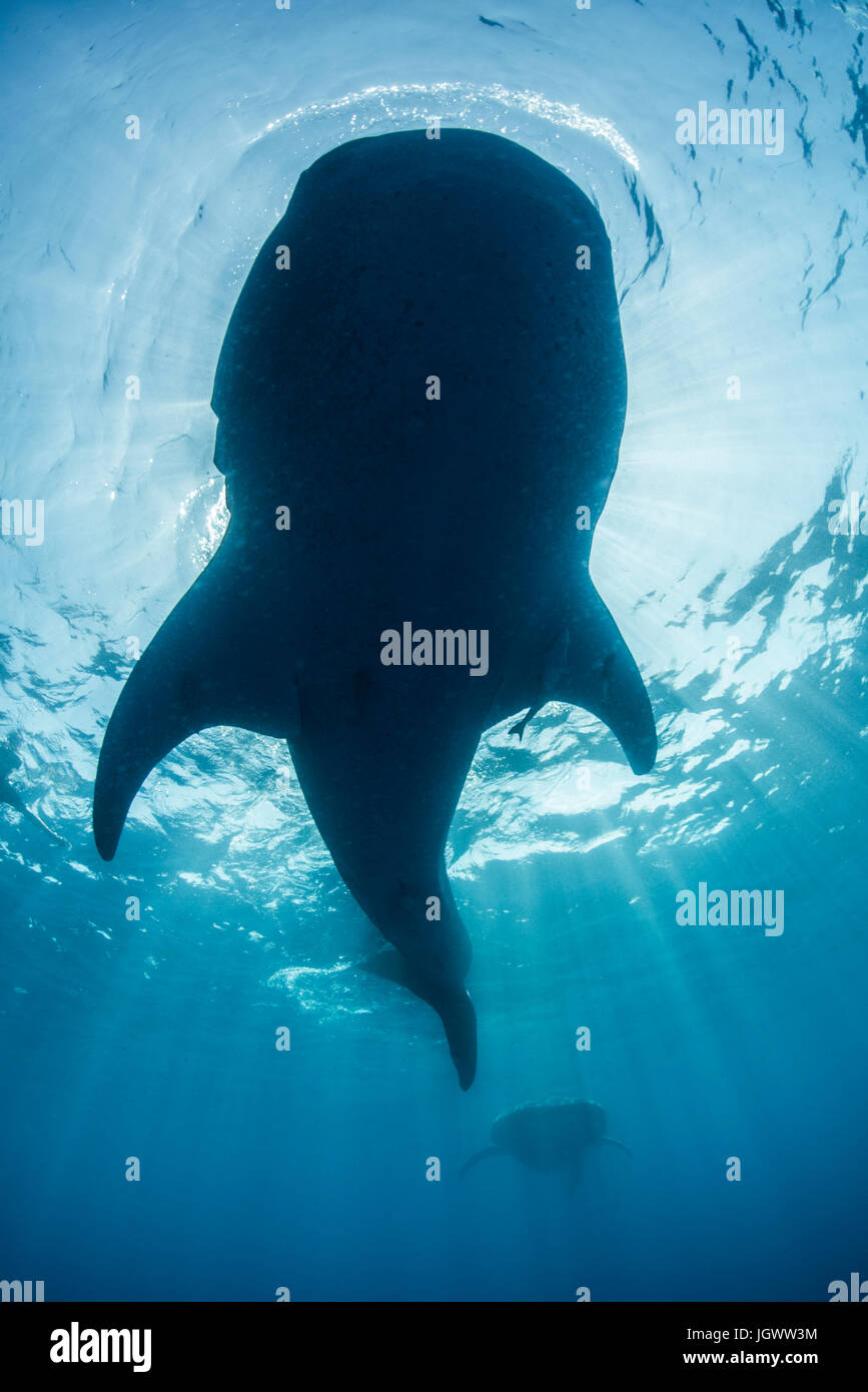 Underside view hi-res stock photography and images - Alamy