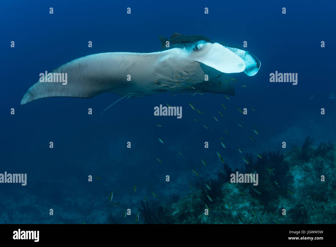 Giant manta being cleaned of parasites by small yellow labrid fish ...