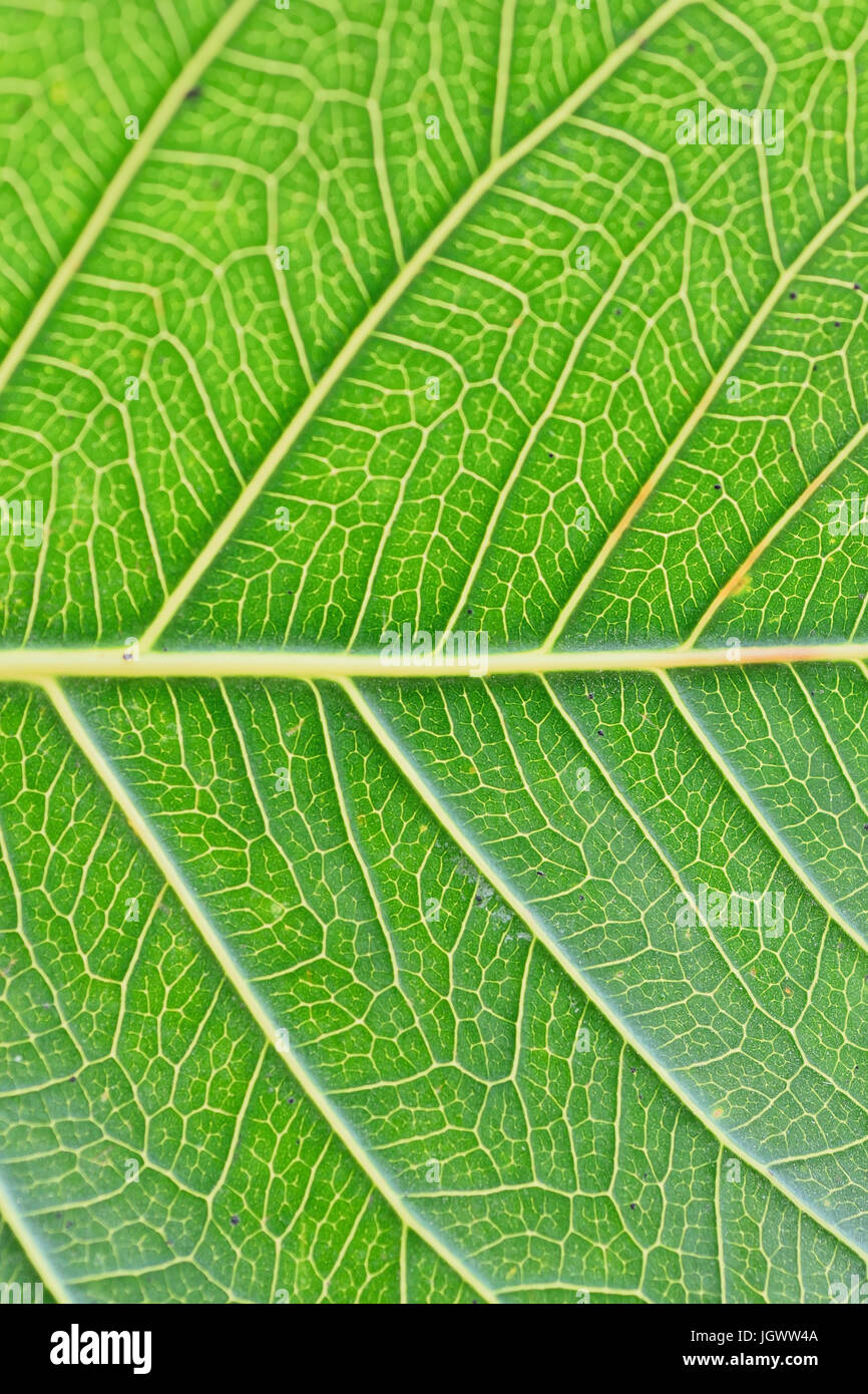 Peepal leaf hi-res stock photography and images - Alamy