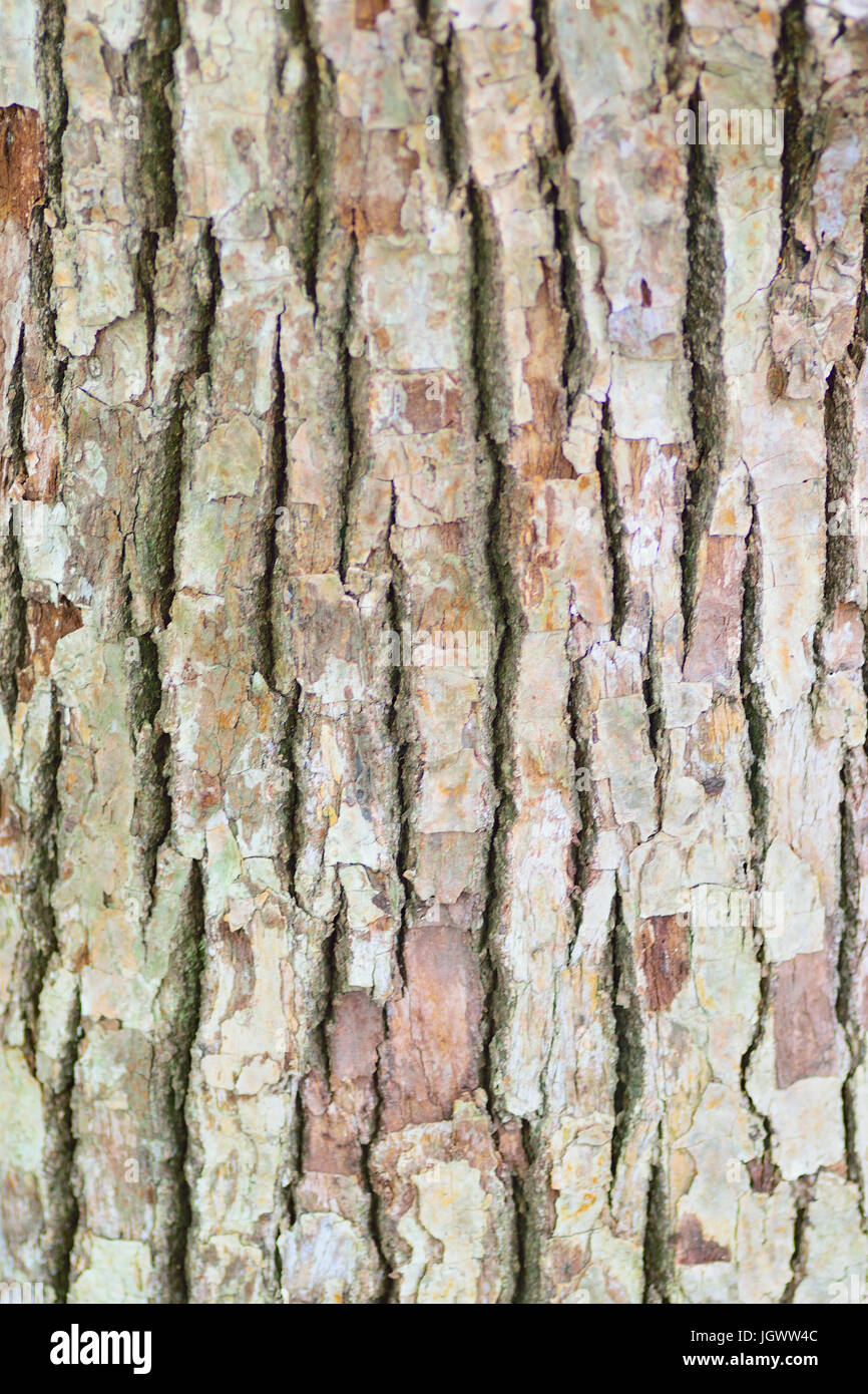 Texture of old wooden tree trunk in vertical frame Stock Photo - Alamy