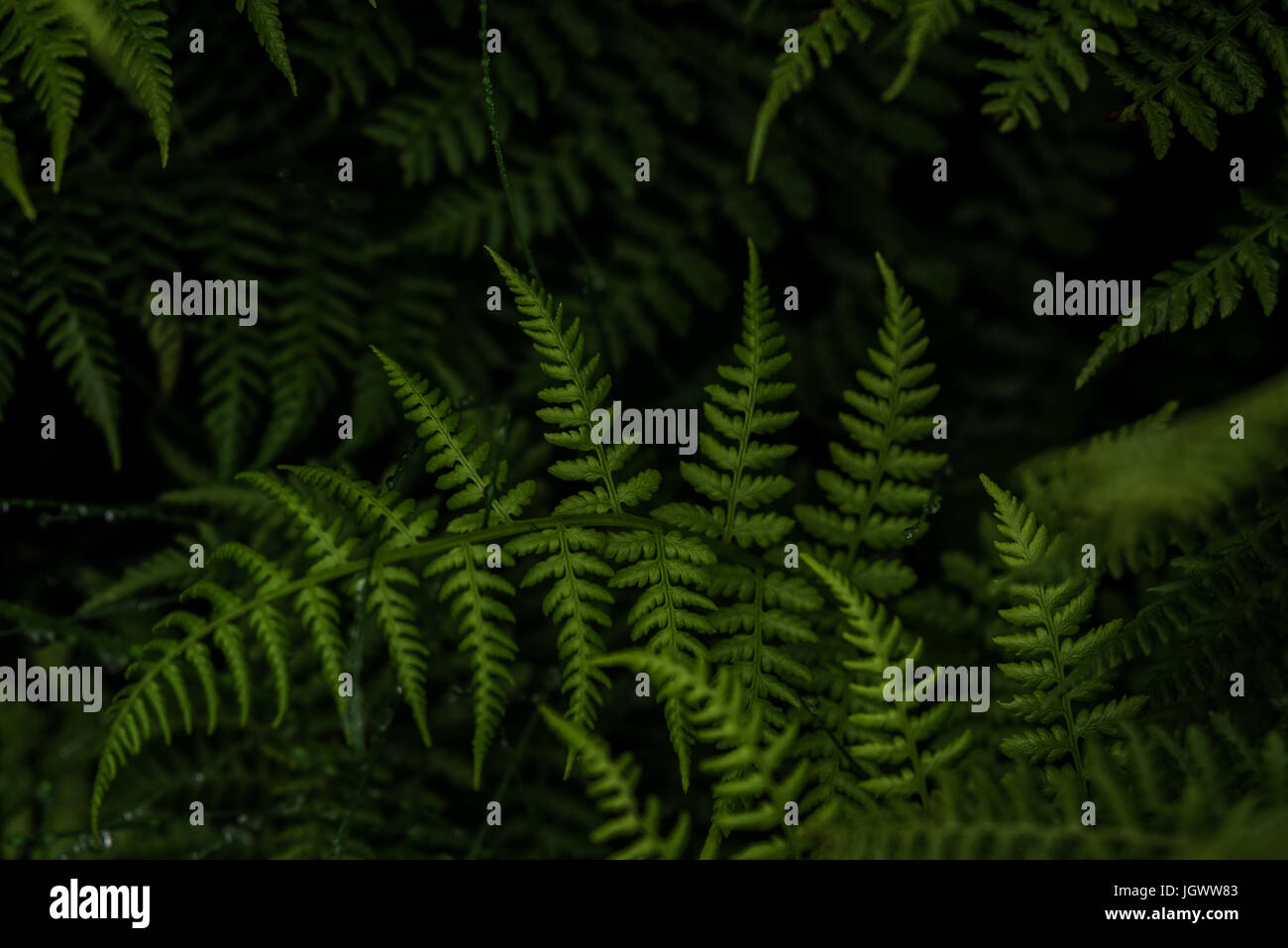Ferns texture hi-res stock photography and images - Alamy