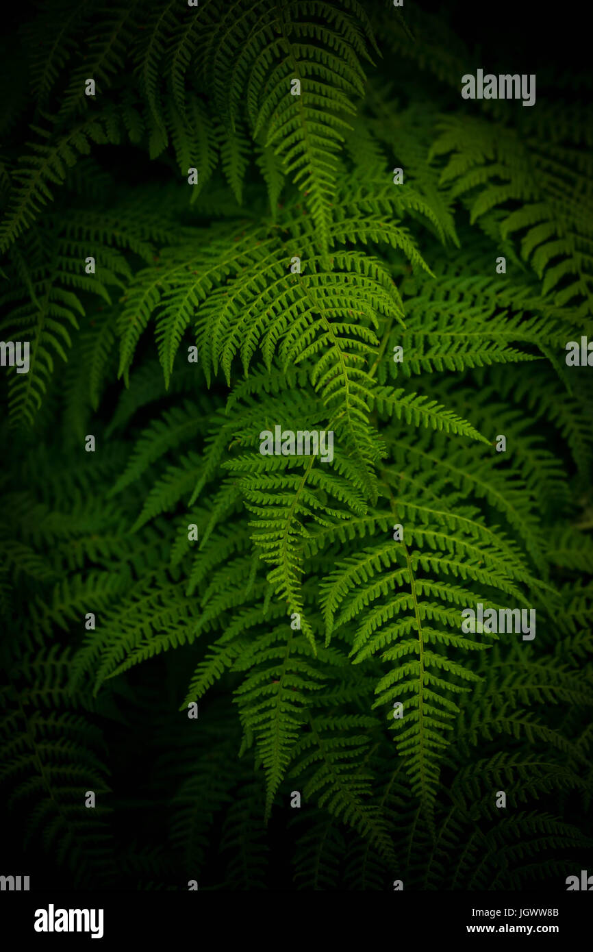 Ferns texture hi-res stock photography and images - Alamy