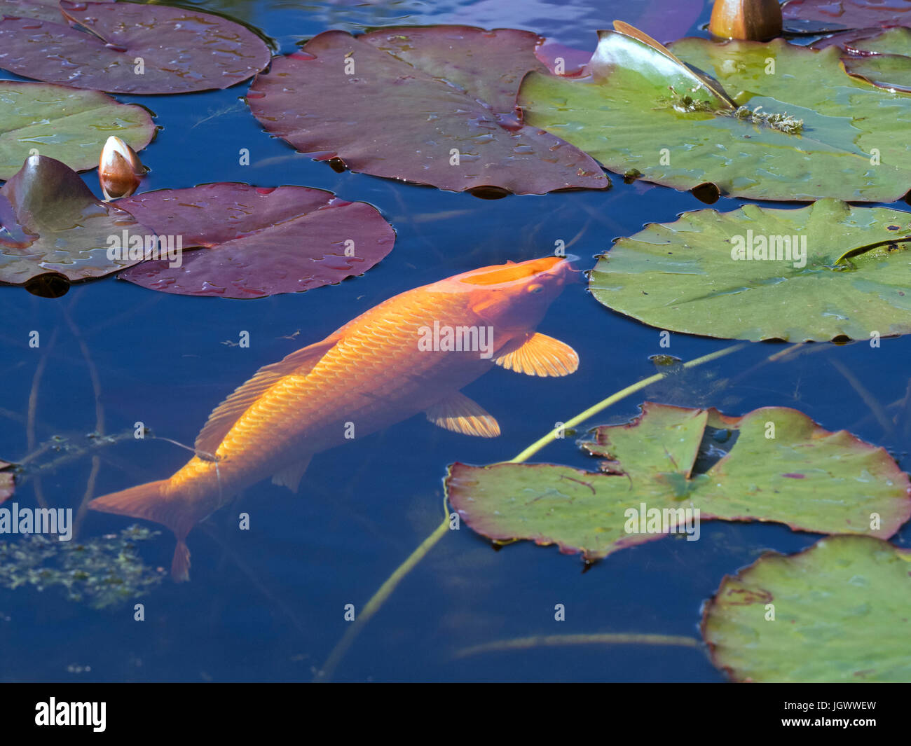 Goldfish koi pond hi-res stock photography and images - Alamy