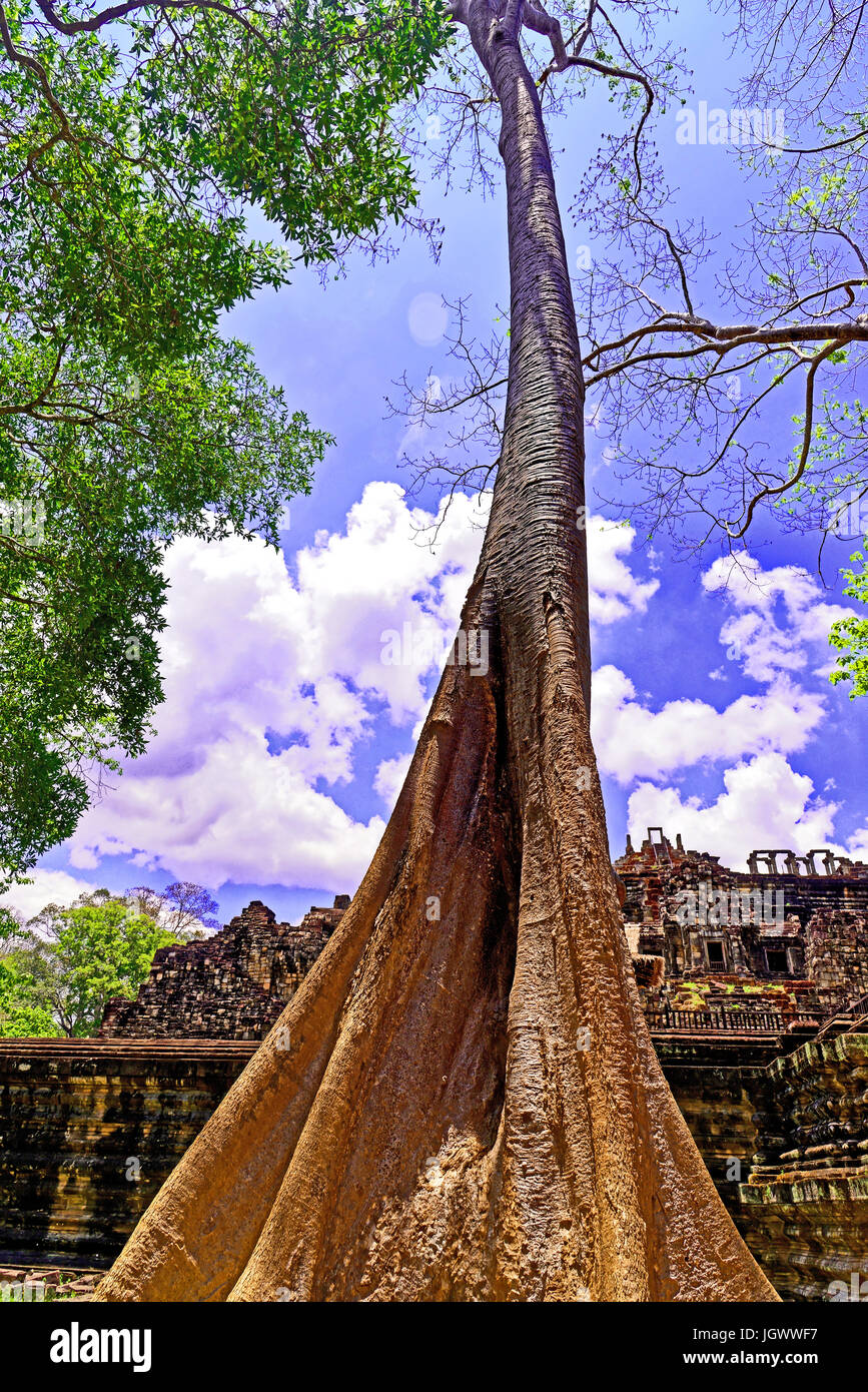Cambodia Siem Reap Bayon giant tree gateway and blue sky Stock Photo ...