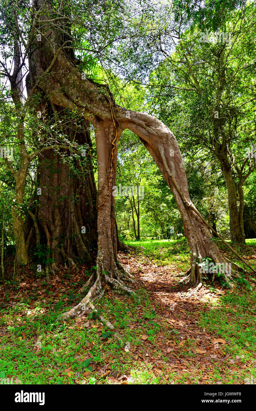Cambodia Siem Reap Ta Prohm overgrown warped tree arch Stock Photo - Alamy