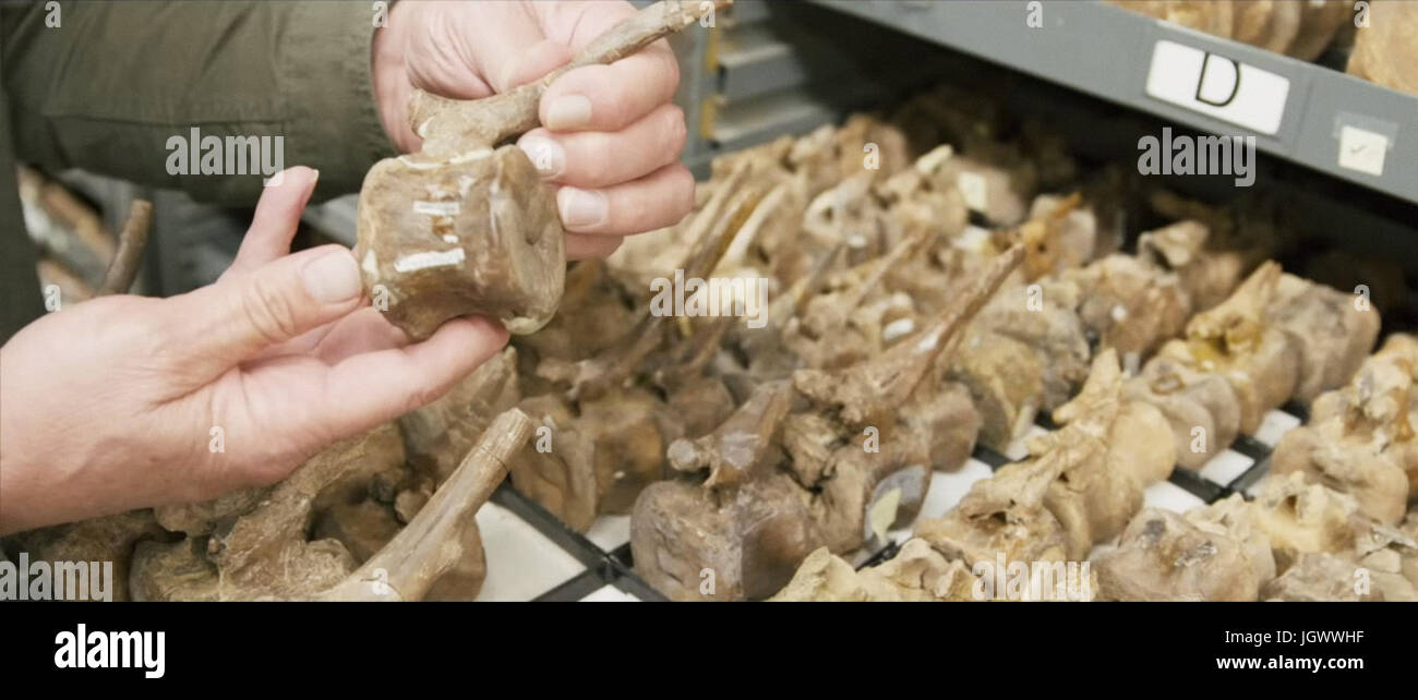 IS GENESIS HISTORY?, 2017. © Fathom Events /Courtesy Everett Collection ...