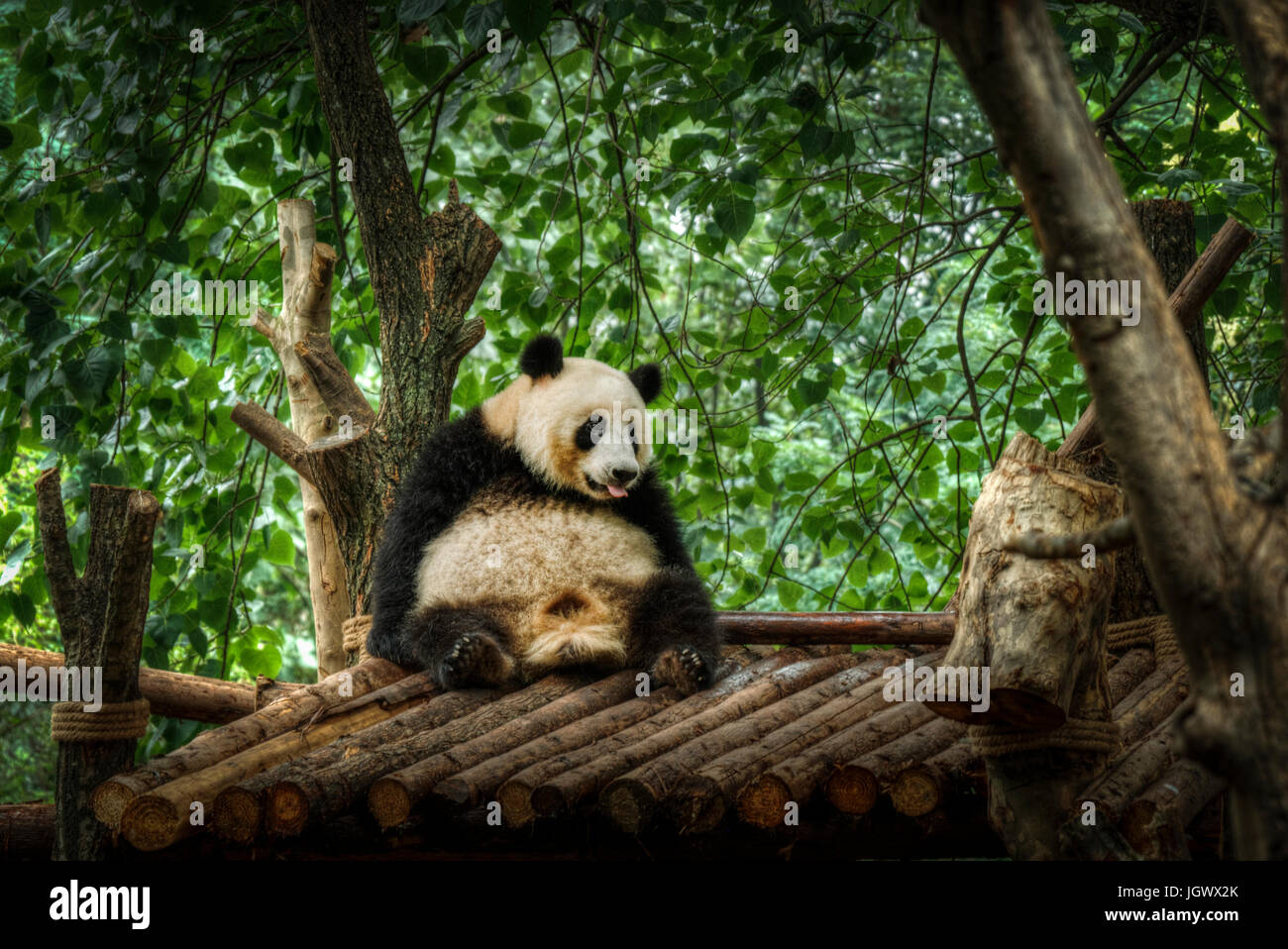 Big panda sitting in a bamboo forest Stock Photo - Alamy