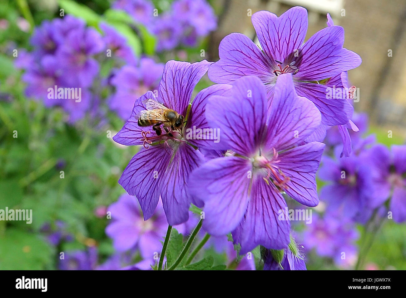 Honey Bee Collecting Pollen From A Bell Flower Stock Photo - Alamy