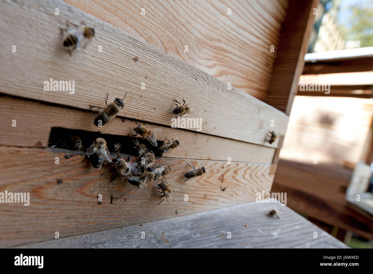 Bees fly hi-res stock photography and images - Alamy