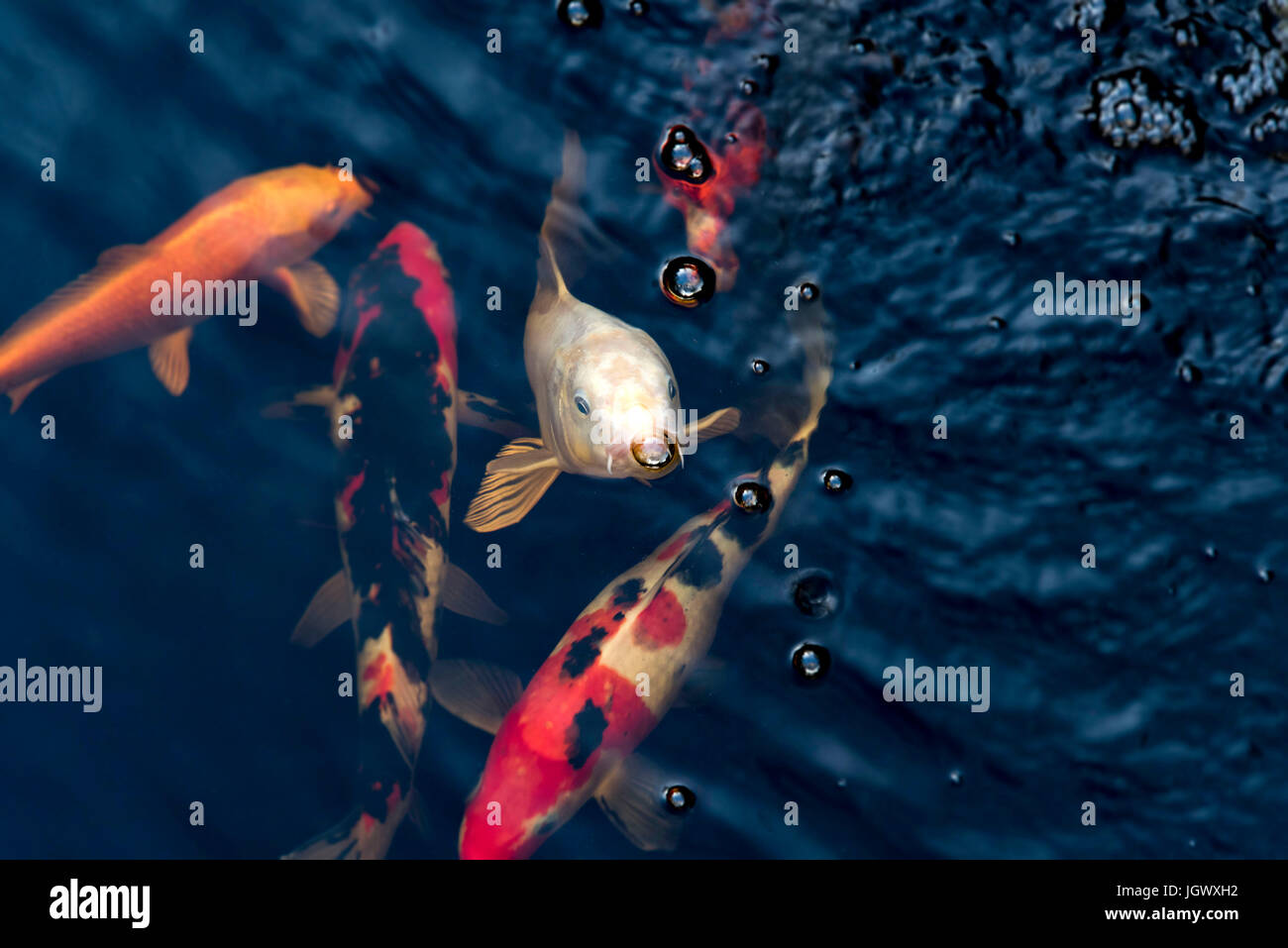 Koi Carp Swimming on the surface in a dark pond Stock Photo - Alamy