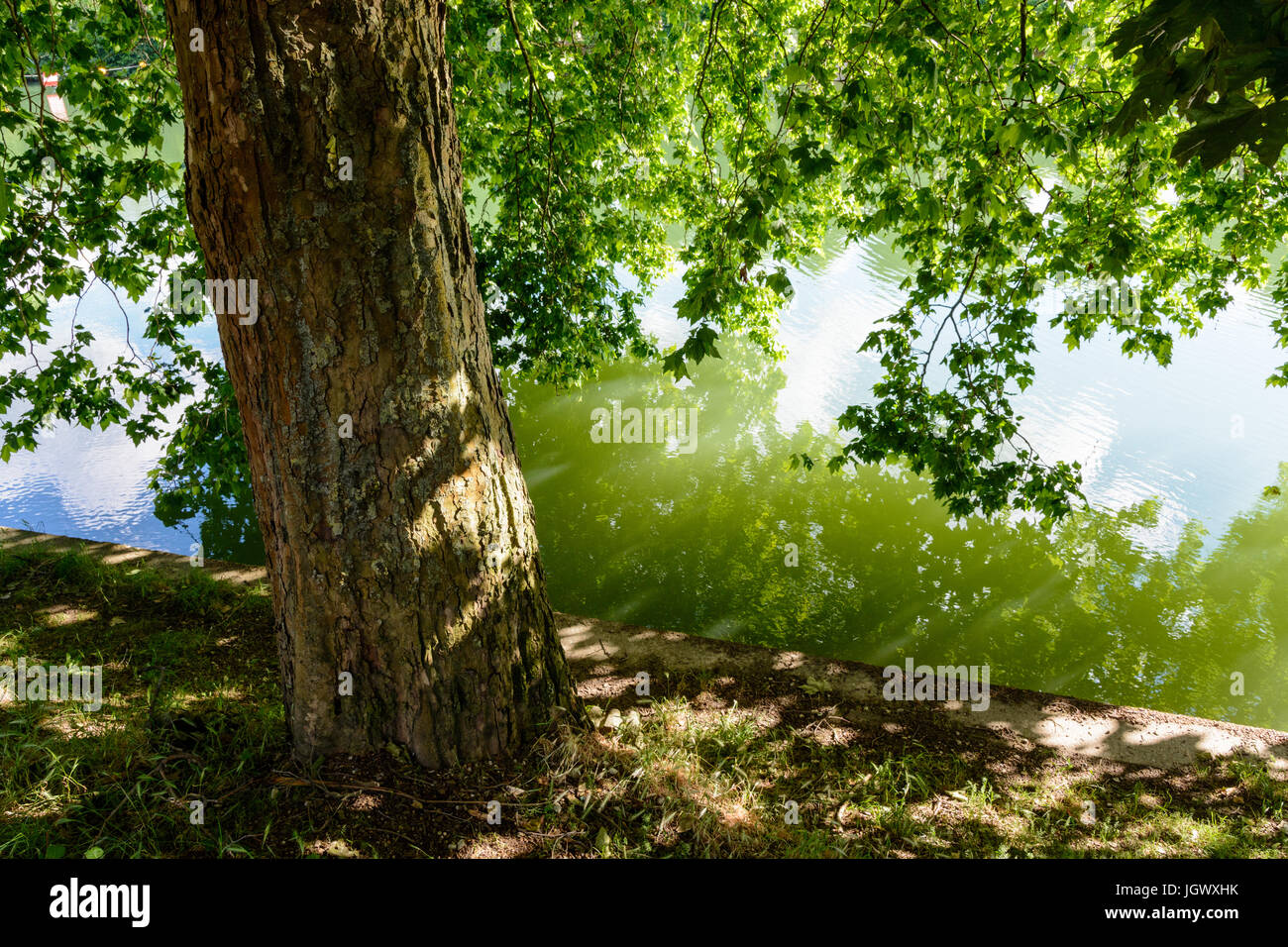 A maple tree on the bank of a river with its foliage filtering the ...