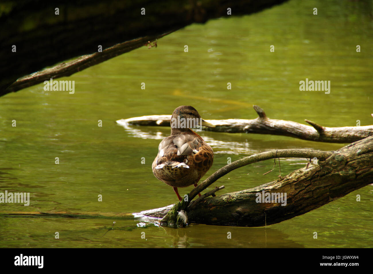 Duck on the moss trunk of tree over lake Stock Photo - Alamy