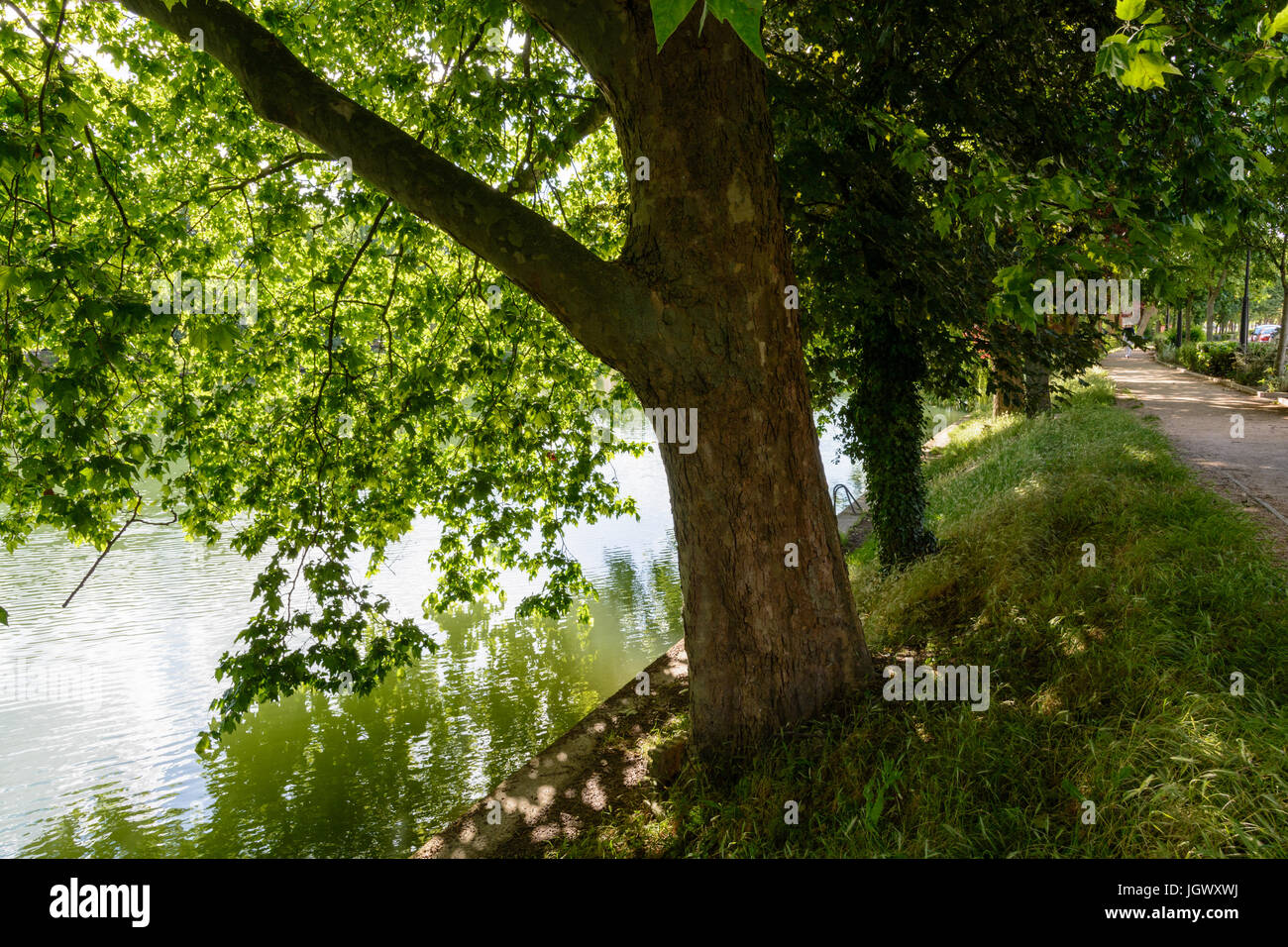 A maple tree on the bank of a river with its foliage filtering the ...