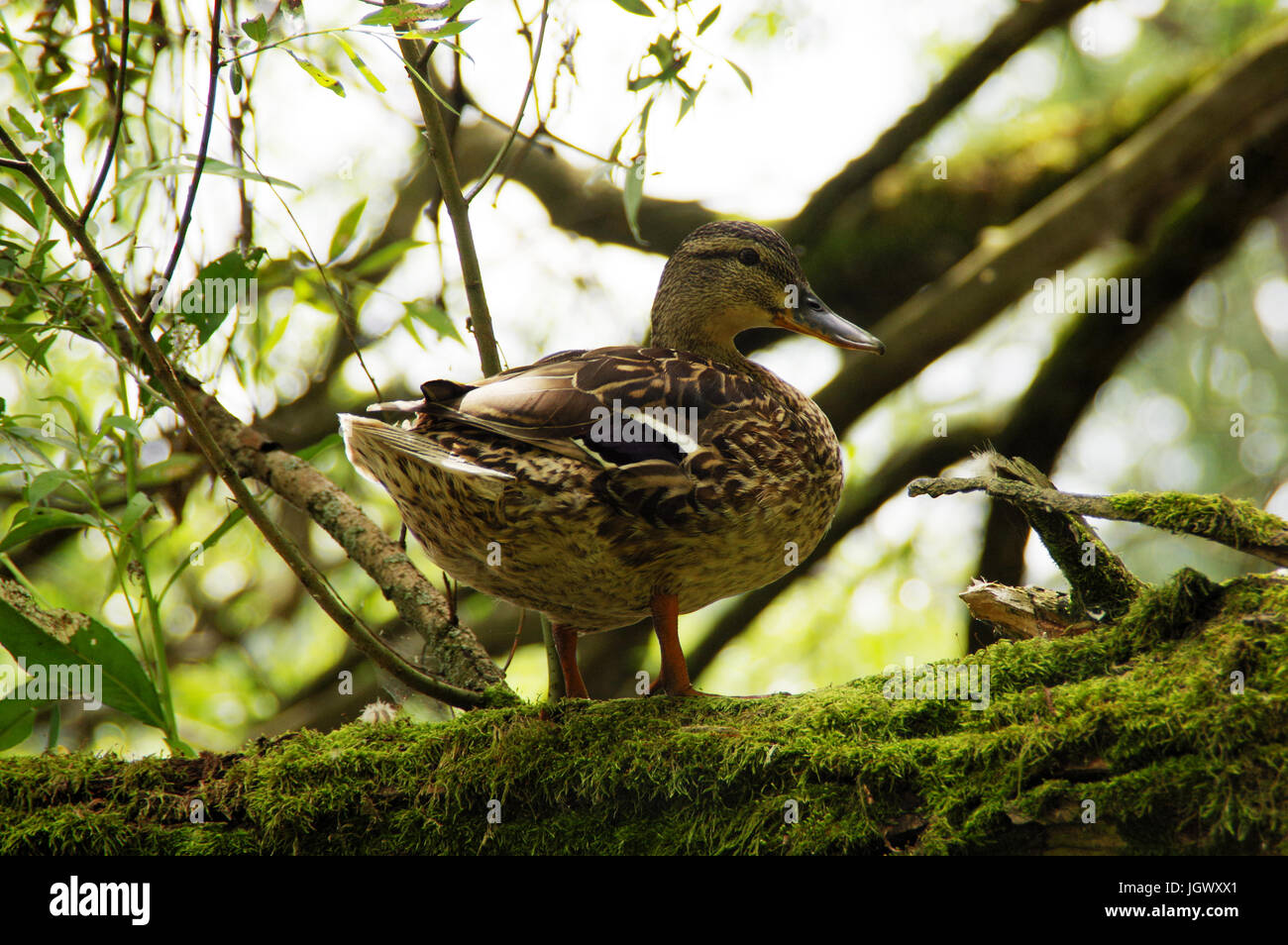 Duck on the moss trunk of tree over lake Stock Photo - Alamy