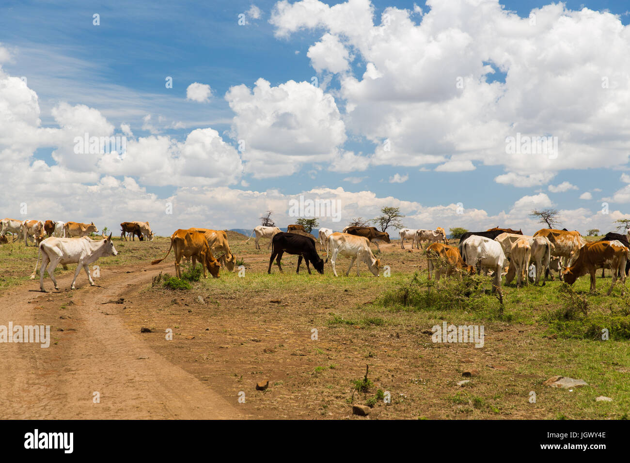 cows grazing in savannah at africa Stock Photo - Alamy