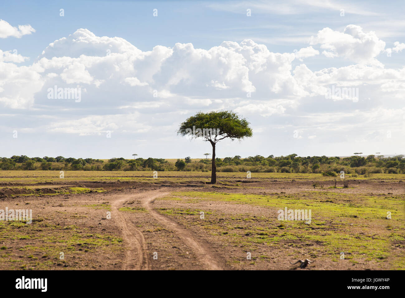 acacia tree in savannah at africa Stock Photo - Alamy