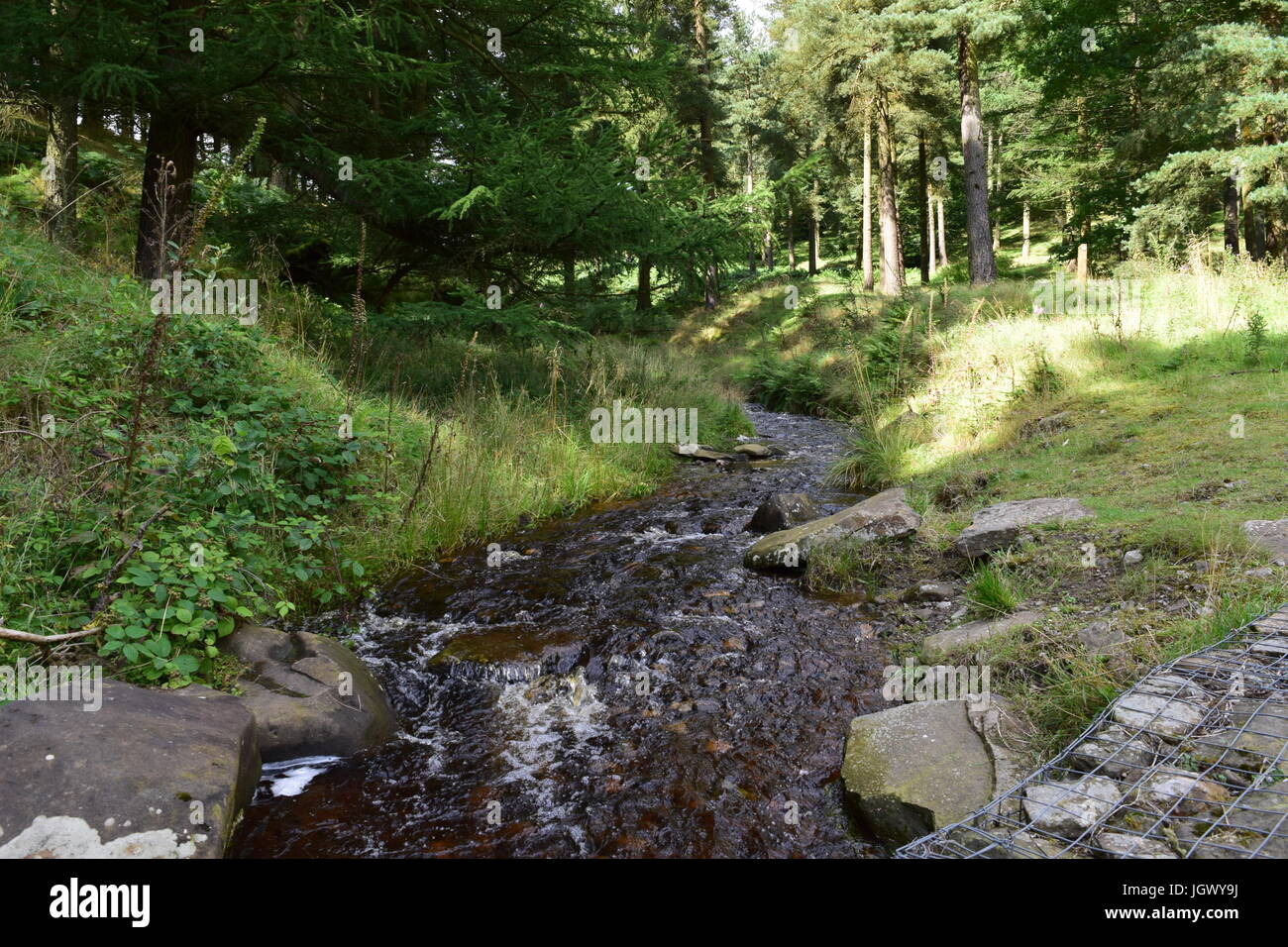 Bubbling water in forest hi-res stock photography and images - Alamy