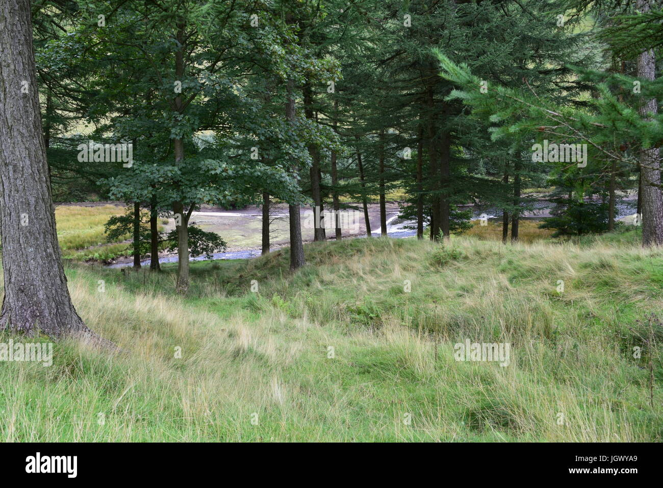 Forest and reservoir Stock Photo - Alamy