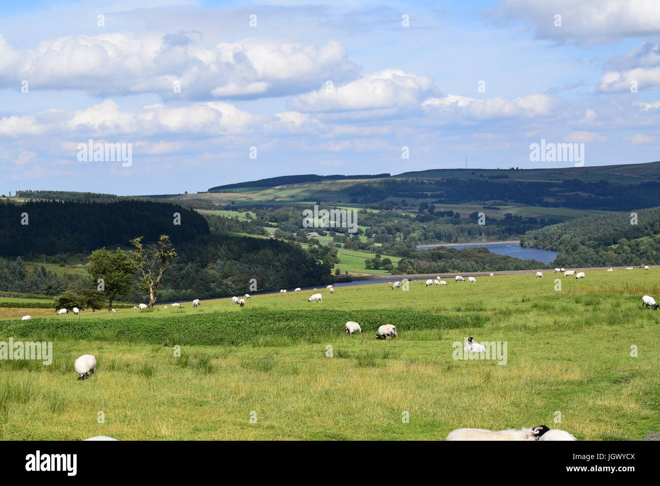 Sheep and Ladybower Reservoir Stock Photo - Alamy