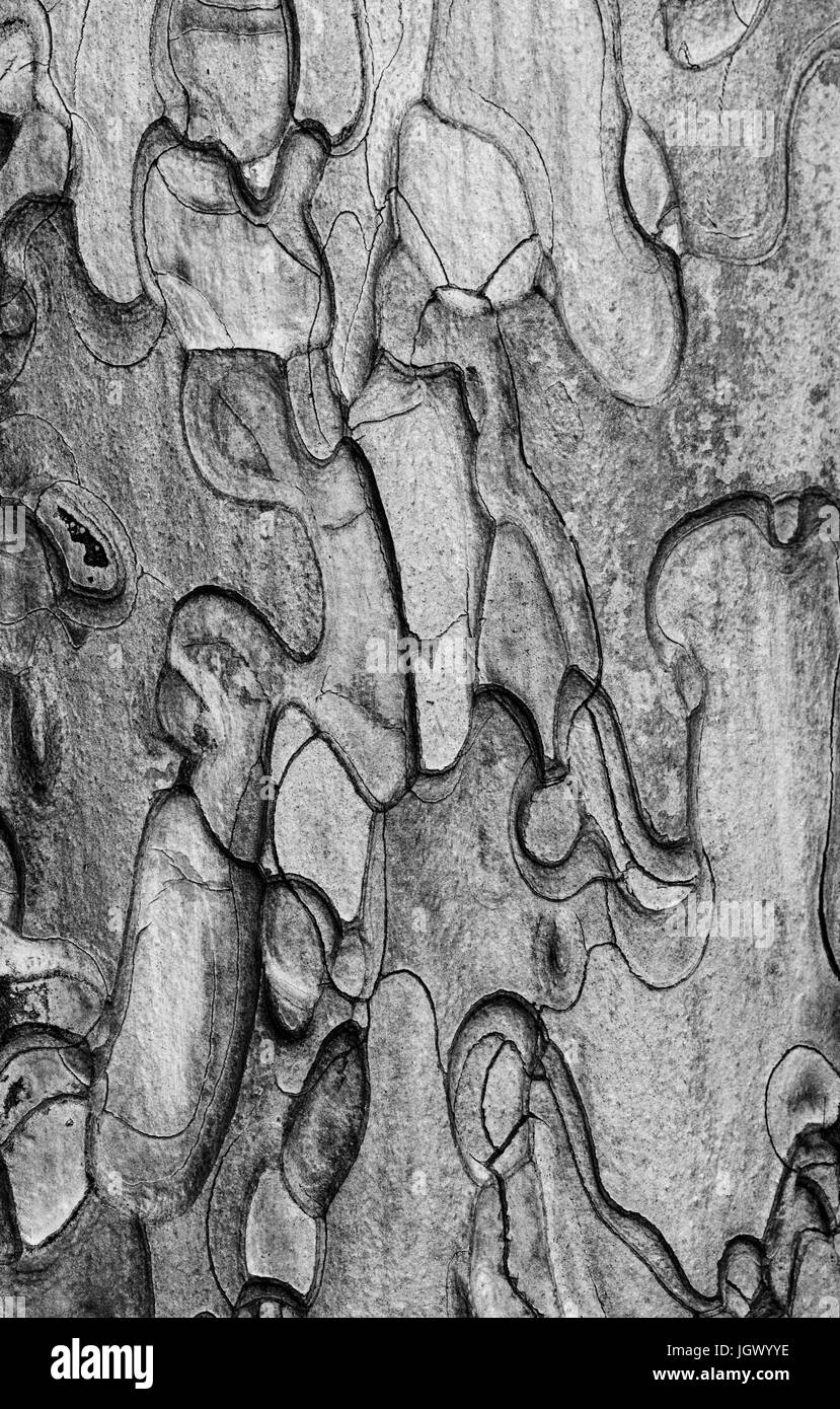 Crimean forest Black and White Stock Photos & Images - Alamy