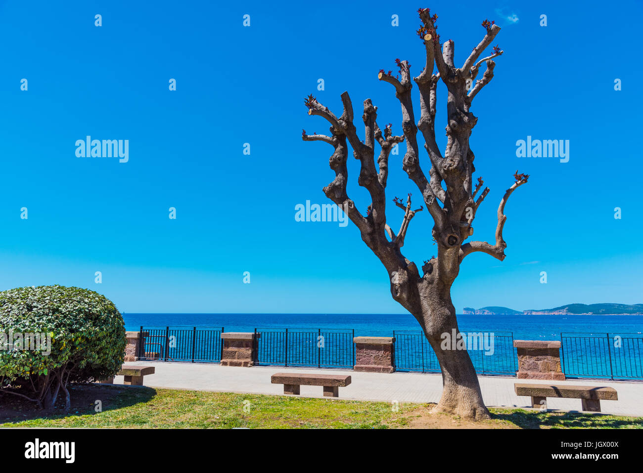 Trimmed tree in Alghero seafront. Sardinia, Italy Stock Photo - Alamy