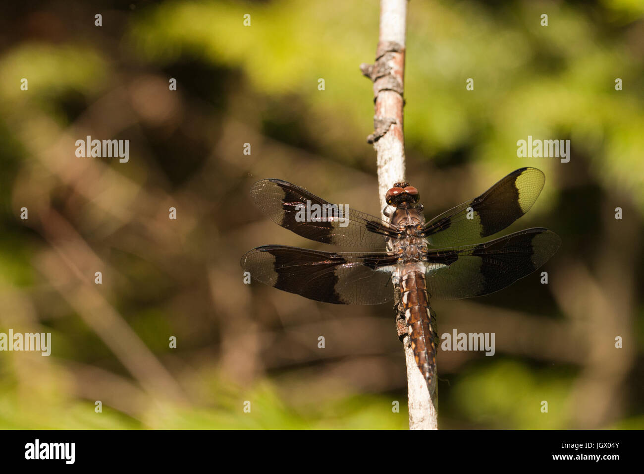 Common whitetail skimmer dragonfly (Plathemis lydia) resting on a twig ...