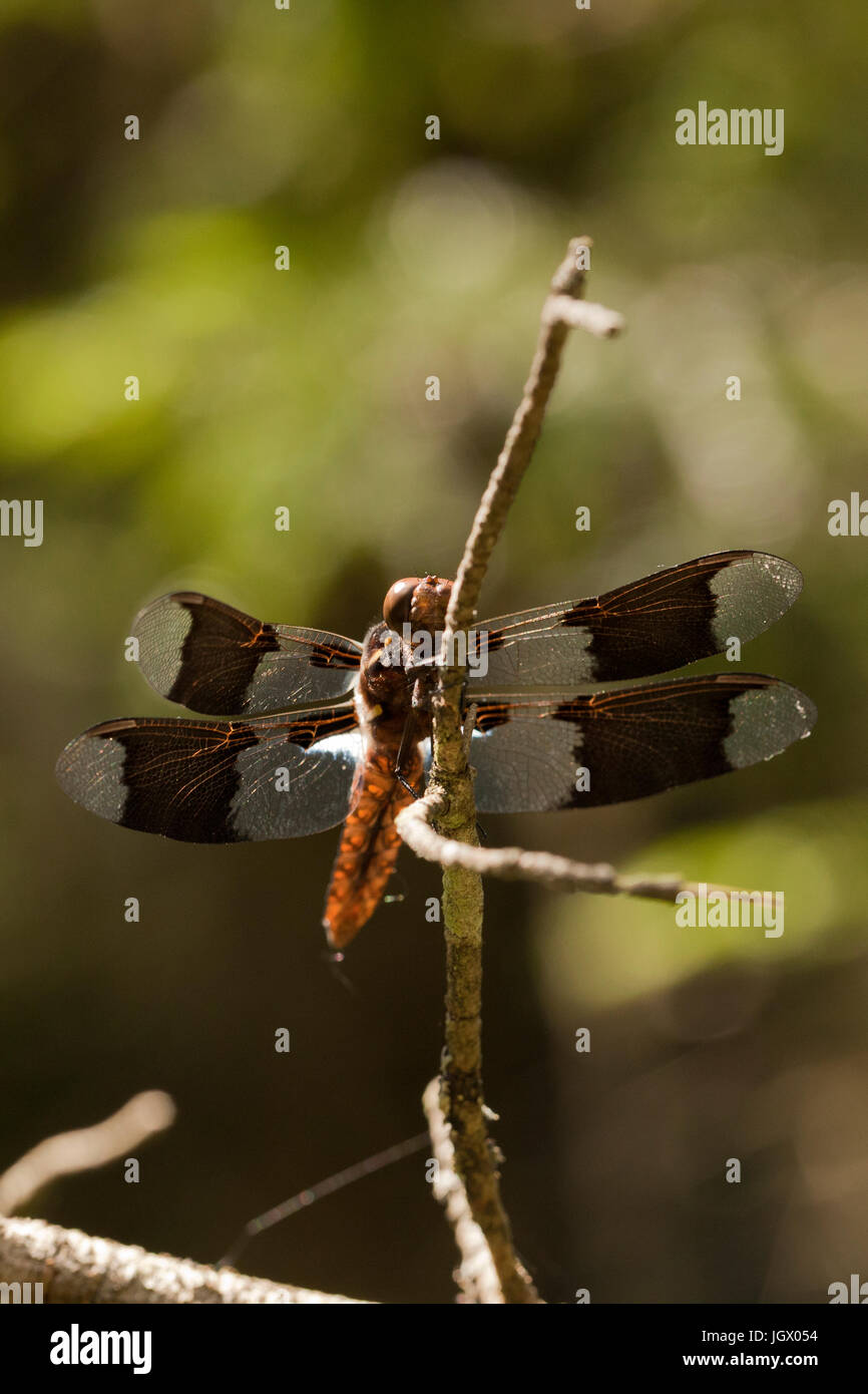 Common whitetail skimmer dragonfly (Plathemis lydia) resting on a twig ...