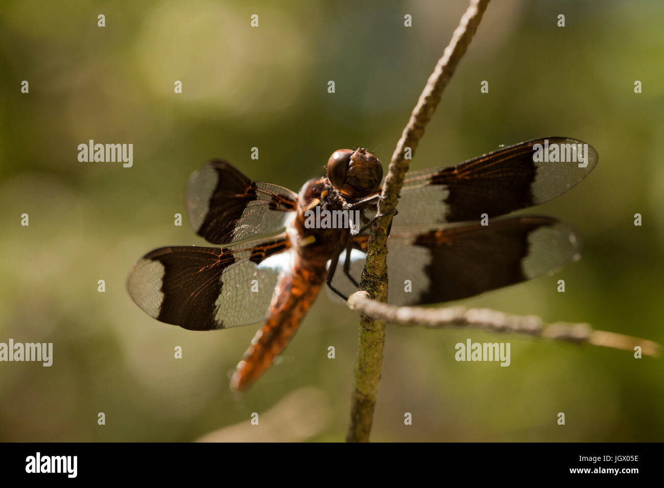 Common whitetail skimmer dragonfly (Plathemis lydia) resting on a twig ...