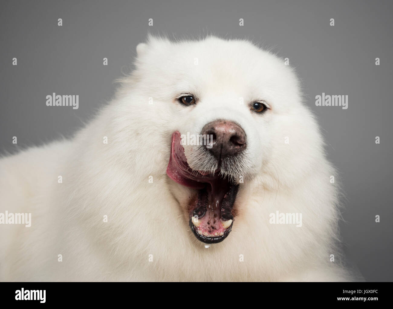 Samoyed head shot hi-res stock photography and images - Alamy