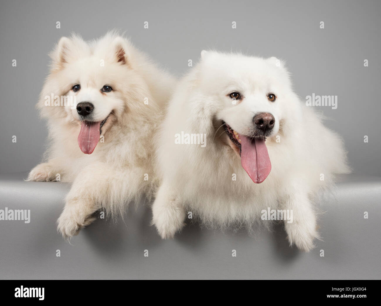 Samoyeds hi-res stock photography and images - Alamy