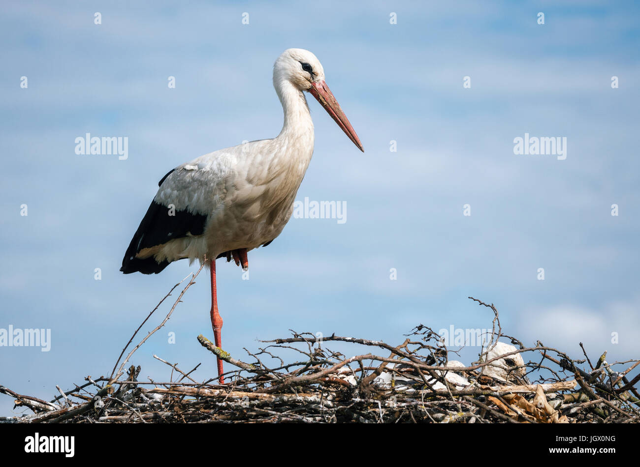 Stork Stick Stand High Resolution Stock Photography and Images - Alamy