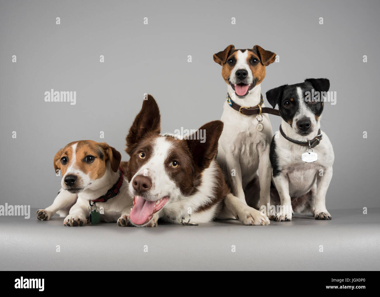 Jack Russell Border Collie Mix Puppies