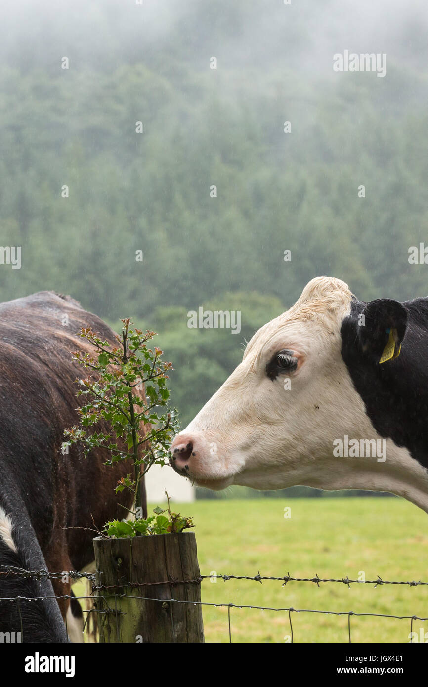 inquisitive cow sniffing a holly tree that is growing out of a fence ...