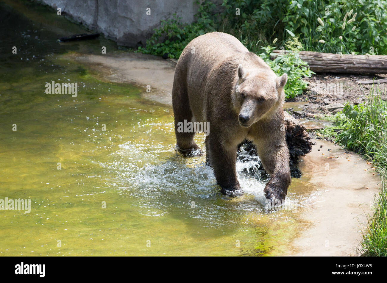 Grizzly Black Bear Hybrid