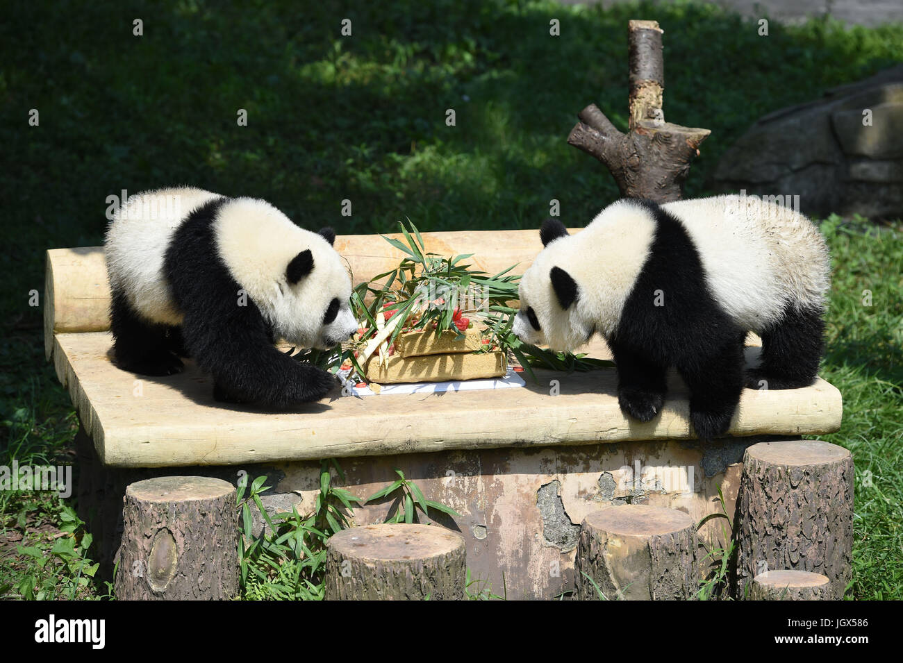 Chongqing, China. 11th Jul, 2017. Giant panda twins "Yu Bao" and "Yu ...