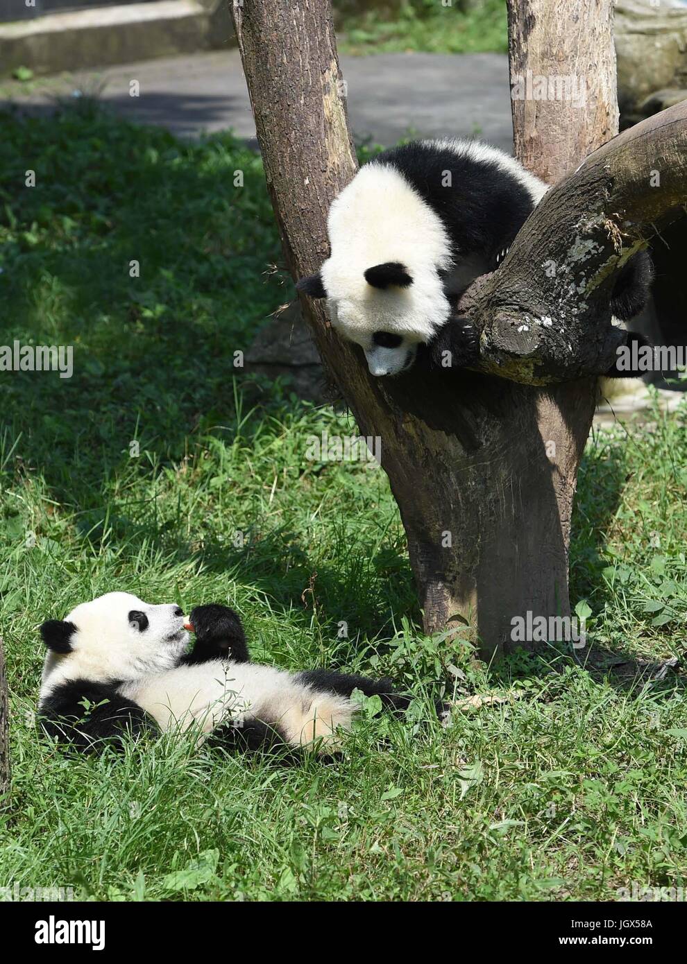 Chongqing, China. 11th Jul, 2017. Giant panda twins "Yu Bao" and "Yu ...