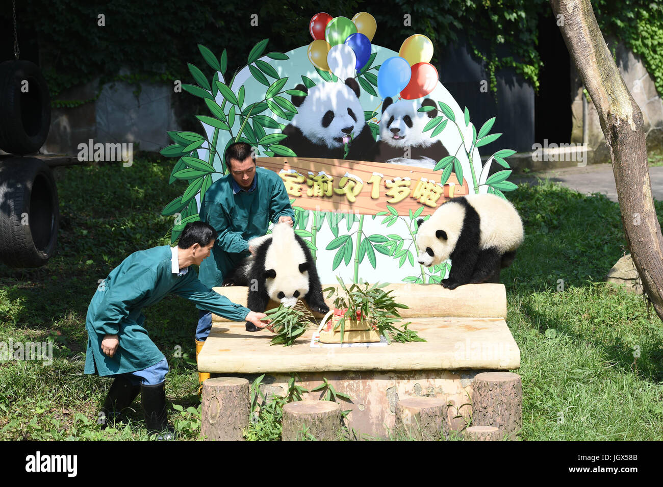 Chongqing, China. 11th Jul, 2017. Giant panda twins "Yu Bao" and "Yu ...