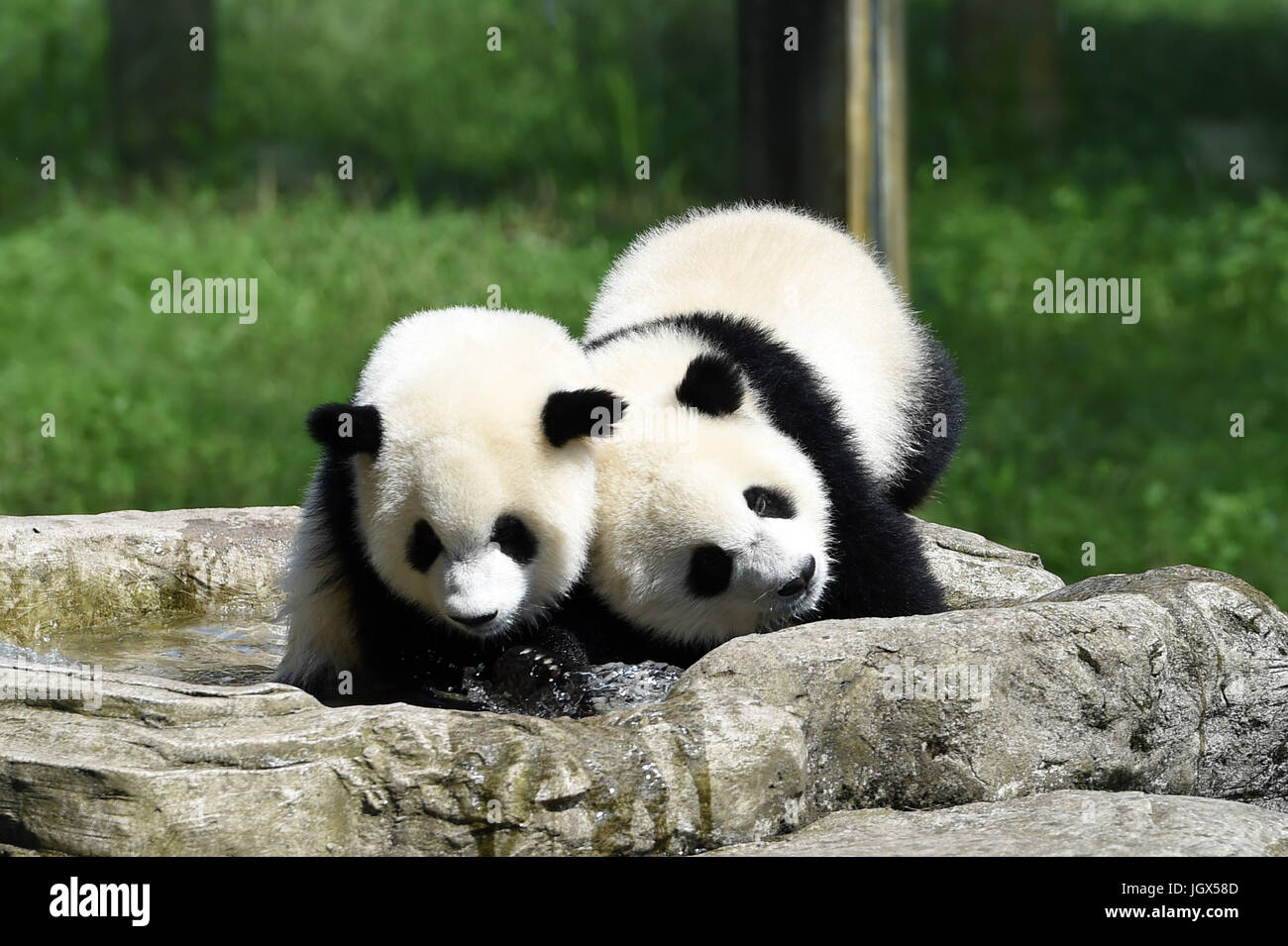 Chongqing, China. 11th Jul, 2017. Giant panda twins "Yu Bao" and "Yu ...